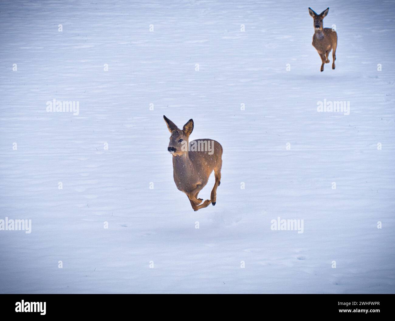 Running deer hi-res stock photography and images - Alamy