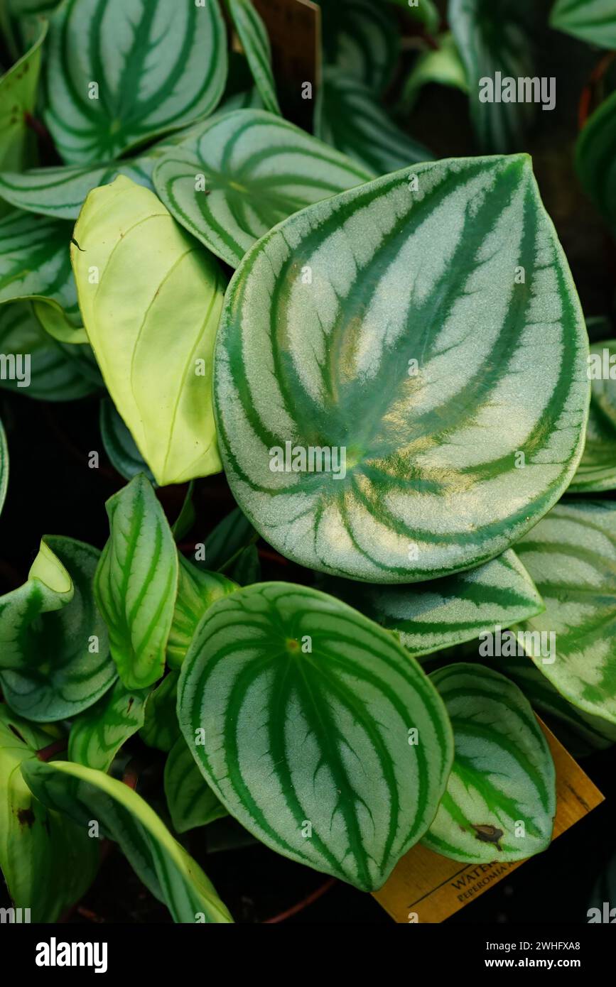 Natural vertical closeup on the textured decorative leaf of the ...