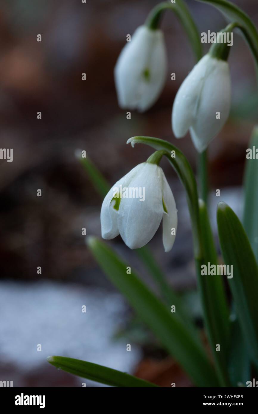 Beautiful spring snowdrops shot outside in natural light. Wild ...