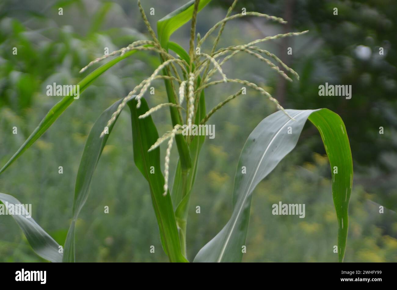 Maki plants hi-res stock photography and images - Alamy