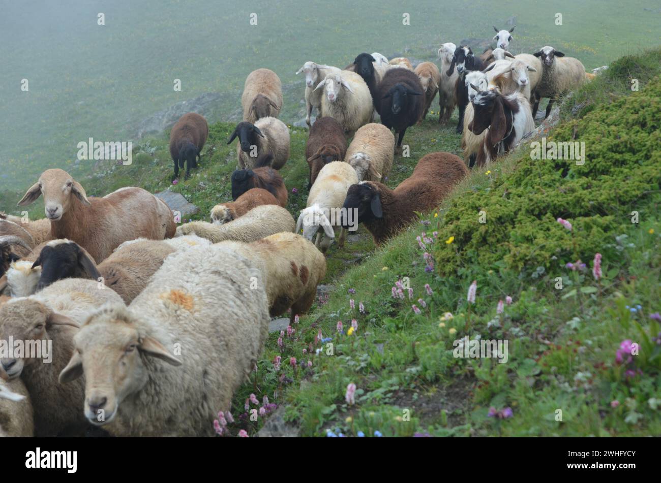 Sheep herds in alpine pastures Stock Photo - Alamy