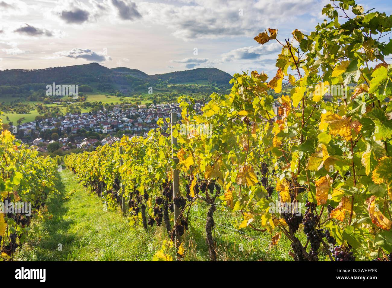 town Neuffen, vineyards Neuffen Schwäbische Alb, Swabian Alb Baden ...