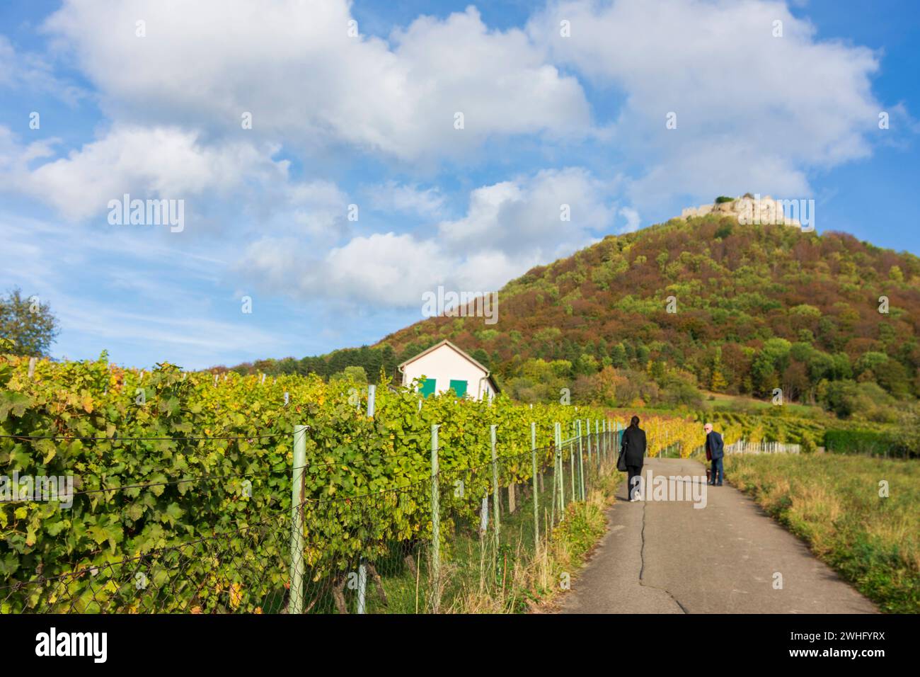 Hohenneuffen Castle, vineyards Neuffen Schwäbische Alb, Swabian Alb ...