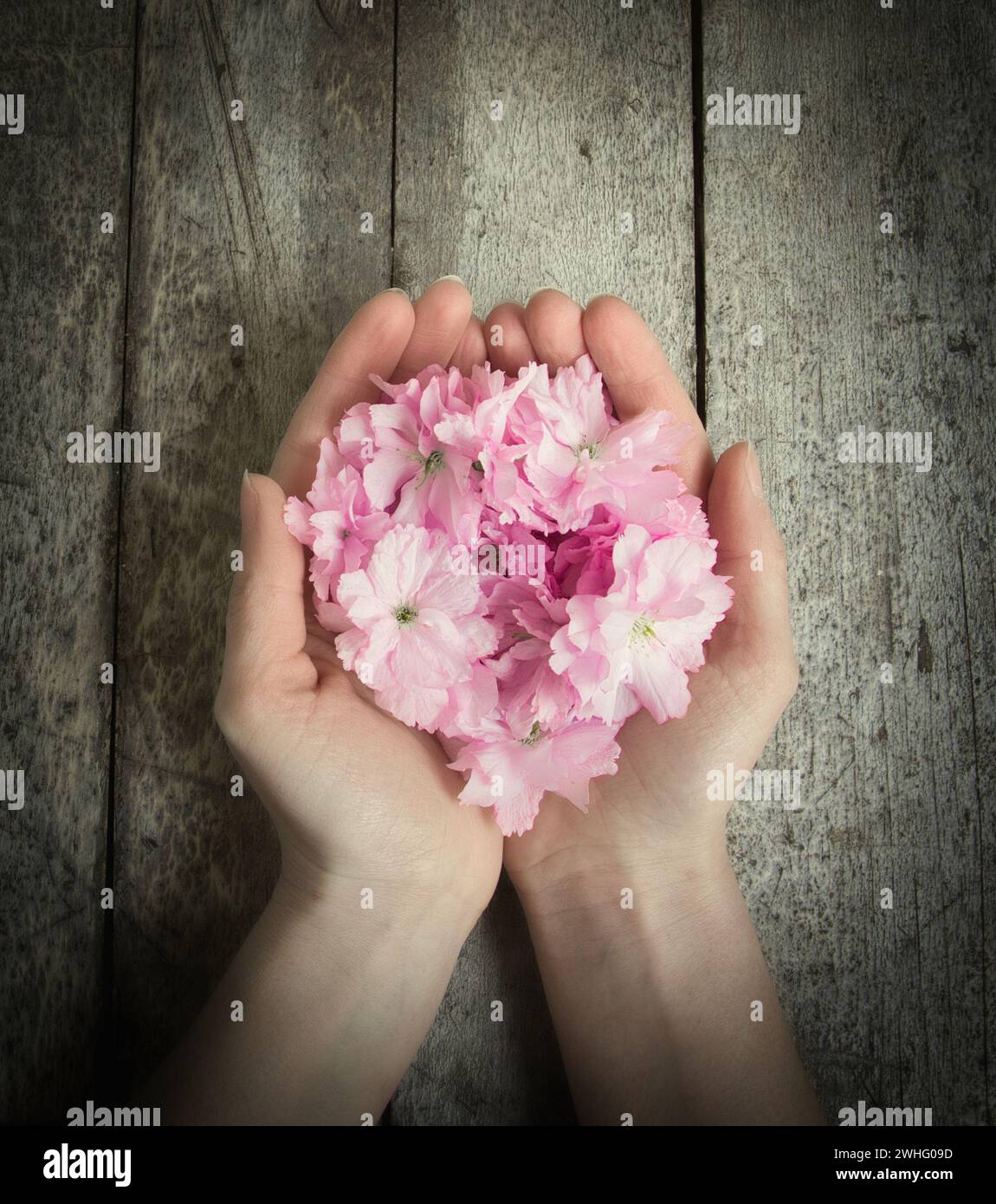 Ziermandelbla ten hi-res stock photography and images - Alamy