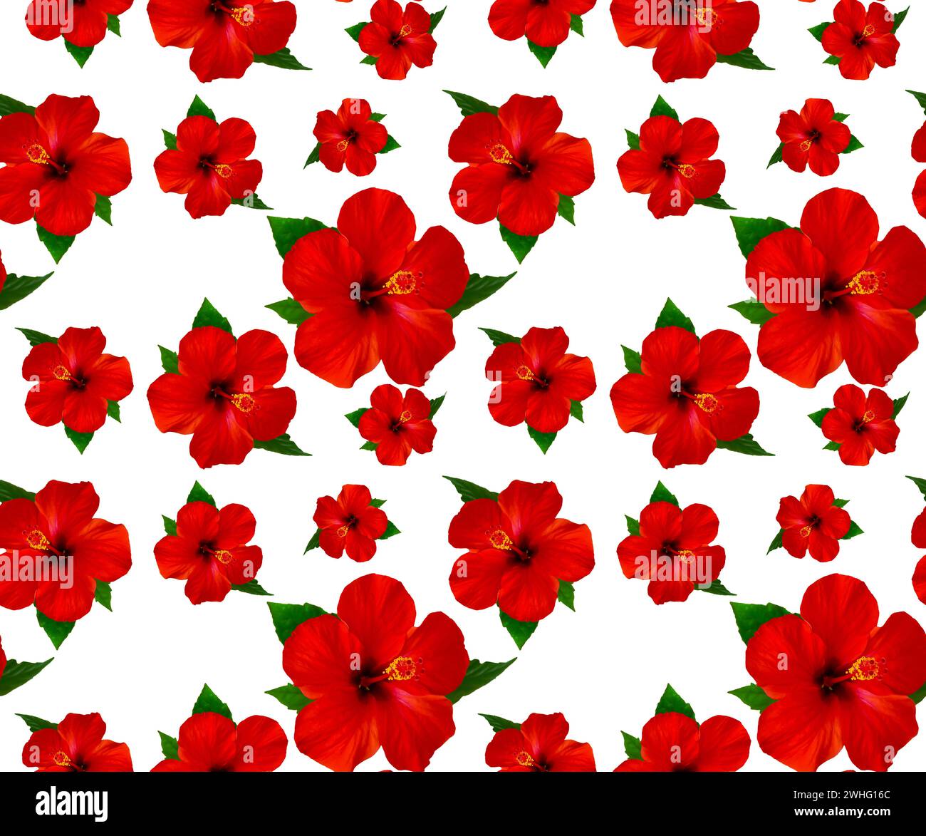 Stem of hibiscus flower Cut Out Stock Images & Pictures - Alamy