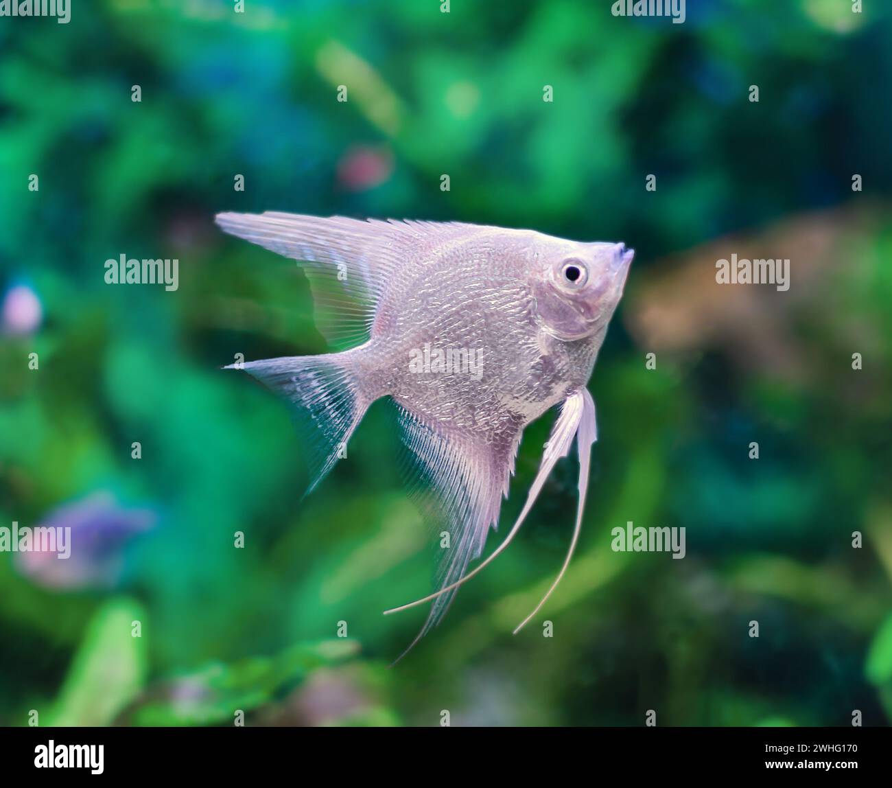 Fish with white eyes hi-res stock photography and images - Alamy