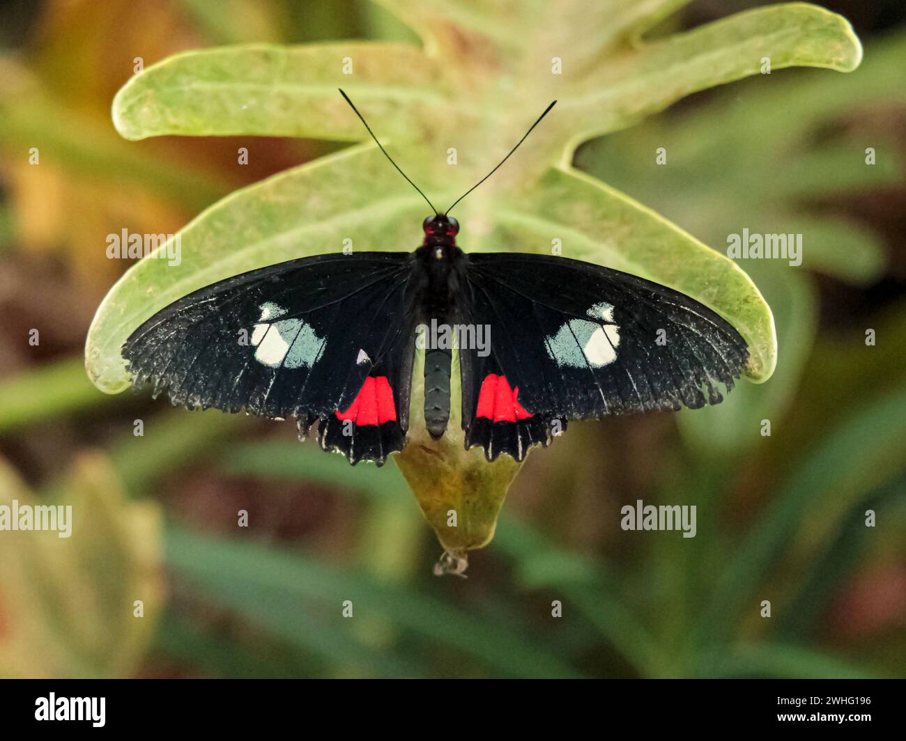 Doris butterfly hi-res stock photography and images - Alamy