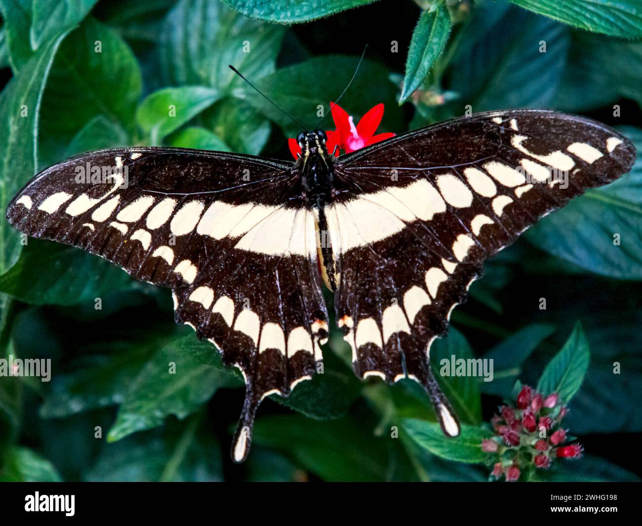 Riesen schwalbenschwanz hi-res stock photography and images - Alamy