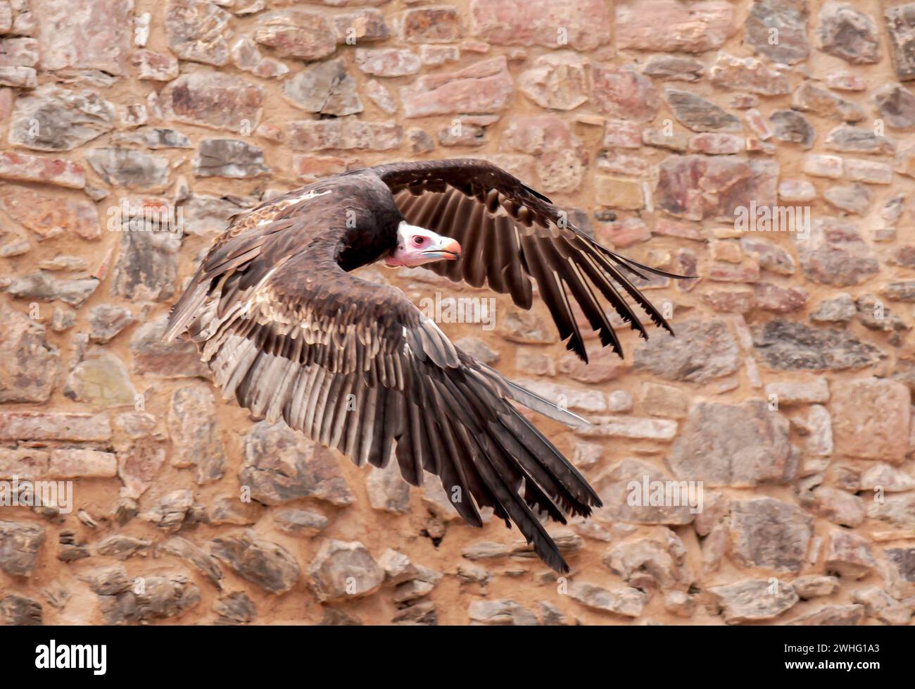 Vultures in flight hi-res stock photography and images - Alamy
