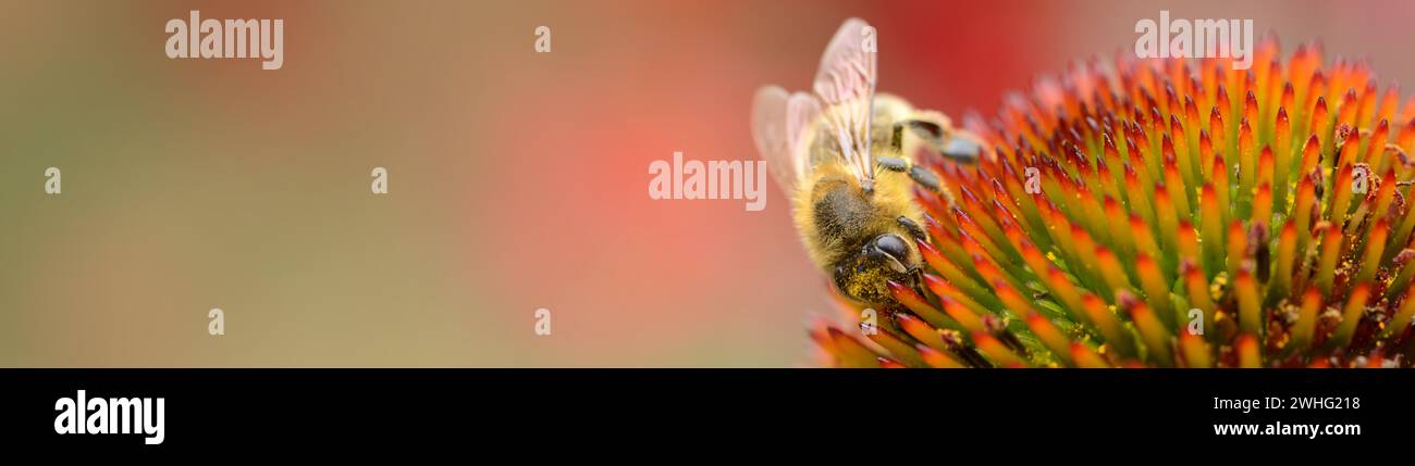Busy bee hi-res stock photography and images - Alamy