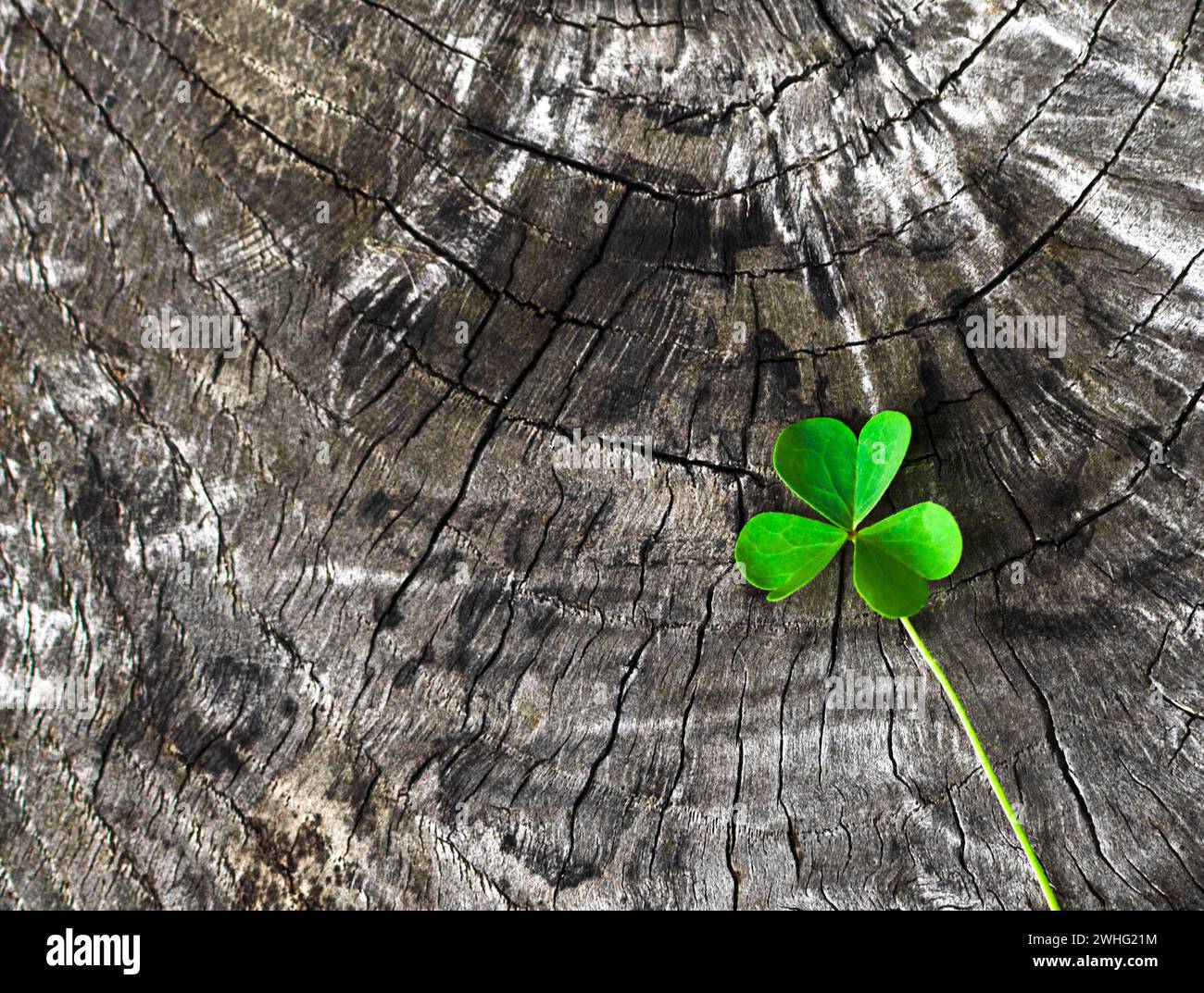 Trefoil leaf hi-res stock photography and images - Alamy