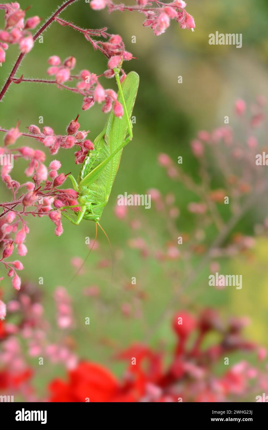 Grasshopper in spring Stock Photo - Alamy