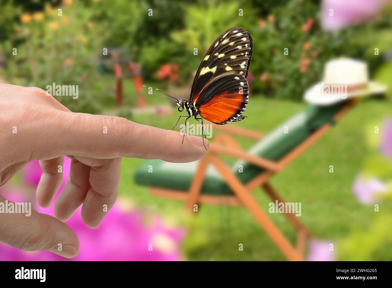 Butterfly on finger hi-res stock photography and images - Alamy