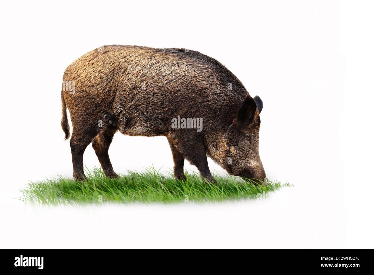 Wild boar foraging Stock Photo - Alamy