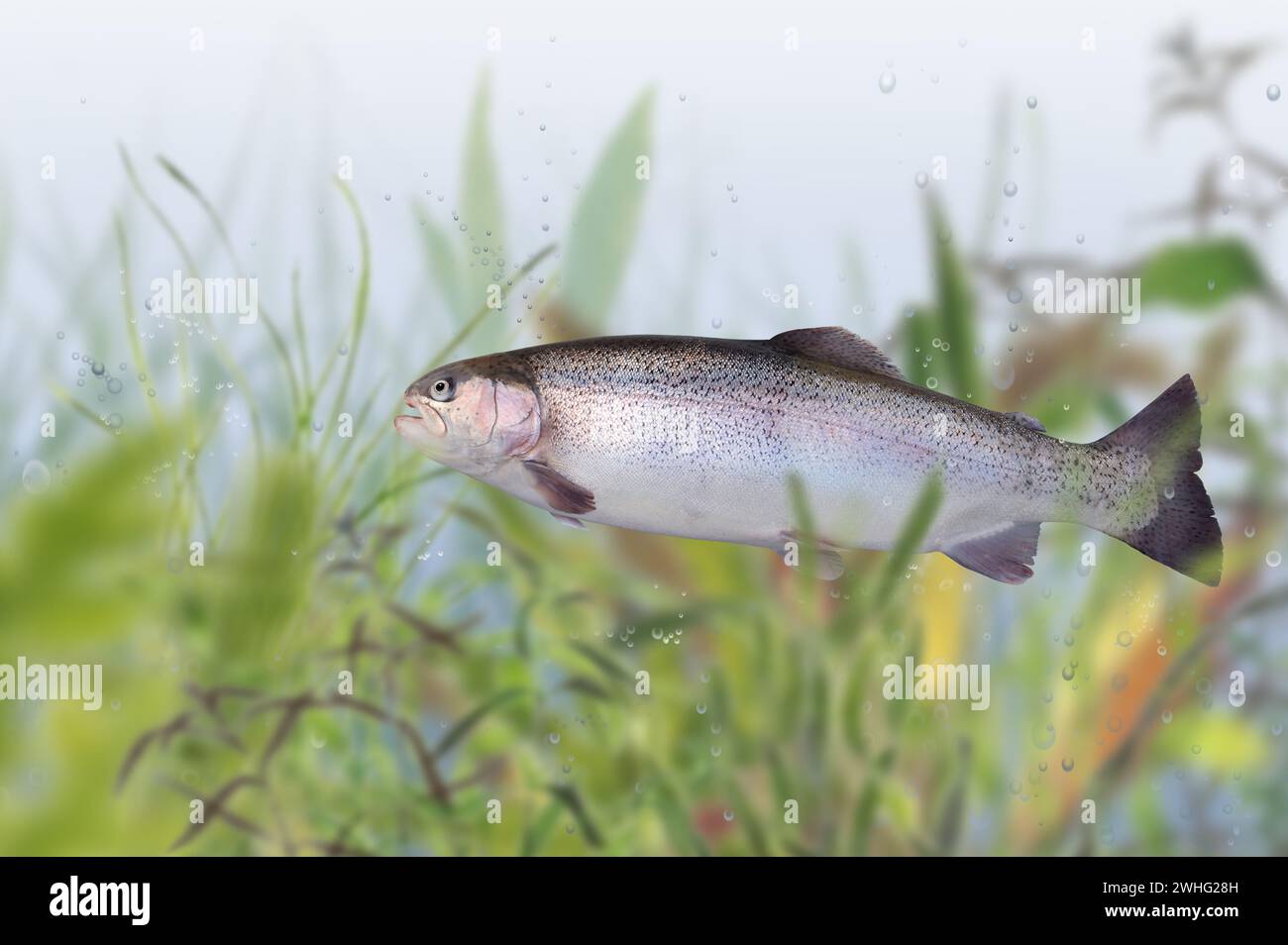 Trout under water Stock Photo - Alamy
