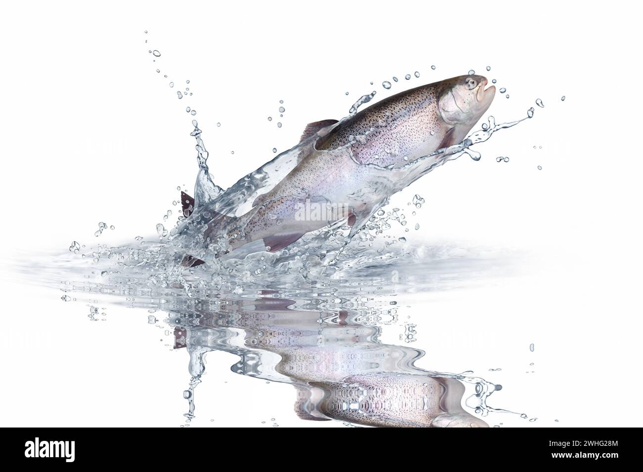 Jumping trout hi-res stock photography and images - Alamy