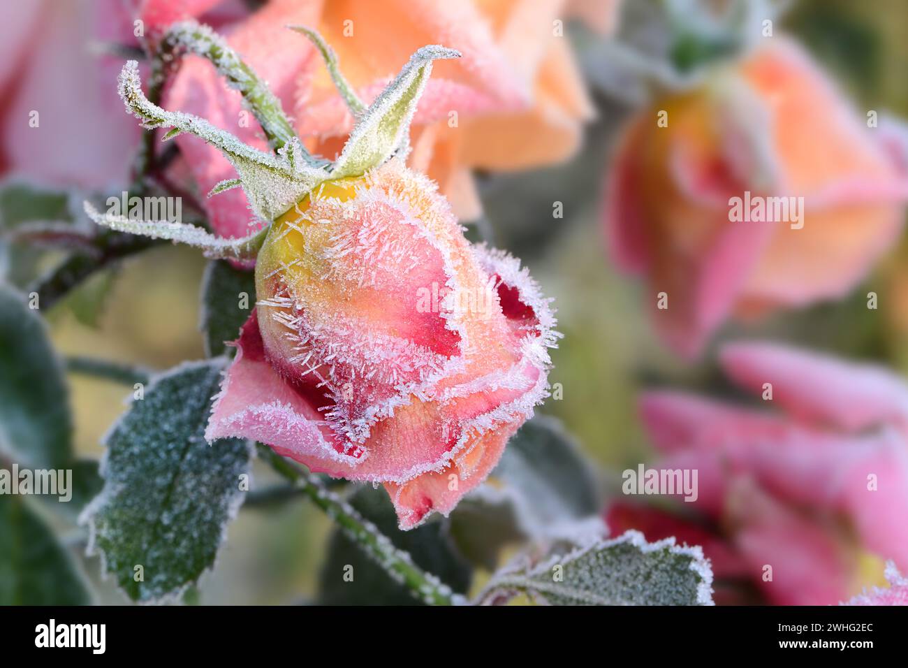 November rose hi-res stock photography and images - Alamy