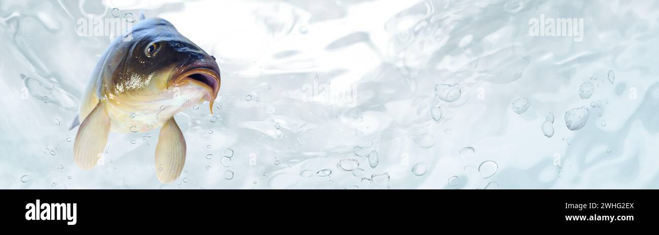 Karp hi-res stock photography and images - Alamy