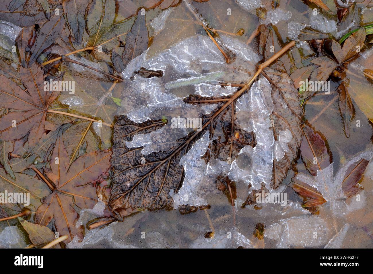 November autumn frost hi-res stock photography and images - Alamy