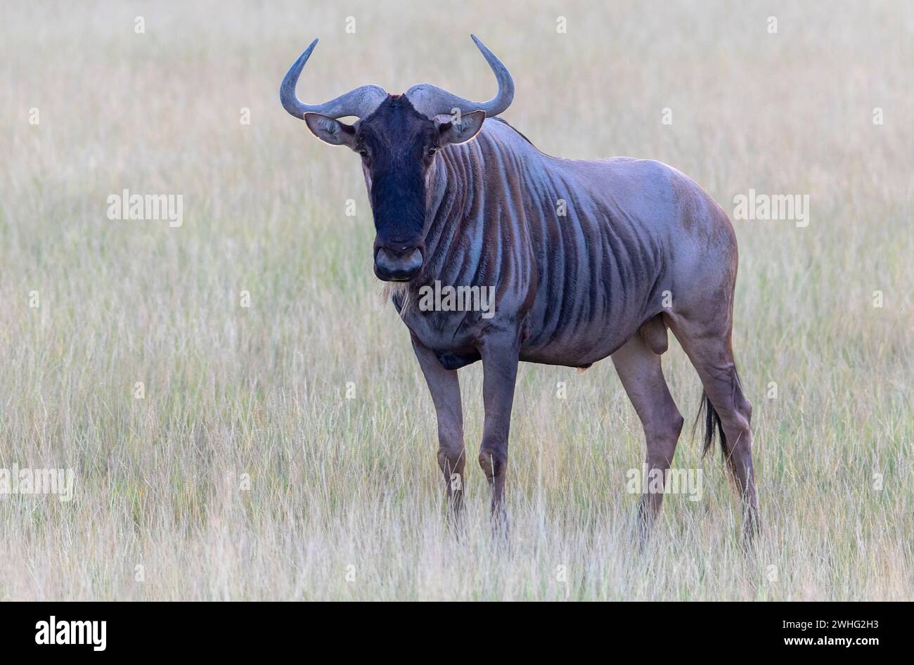 Wildbeast, Gnu in the Savannah of Kenya, Amboseli National Park, Africa ...