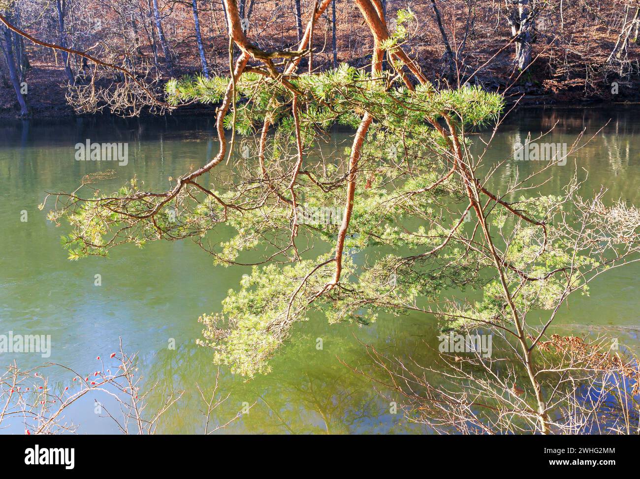 Hanging below branch hi-res stock photography and images - Alamy