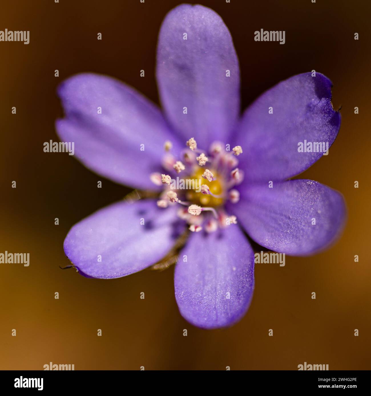 Liverwort hepatica triloba hi-res stock photography and images - Alamy