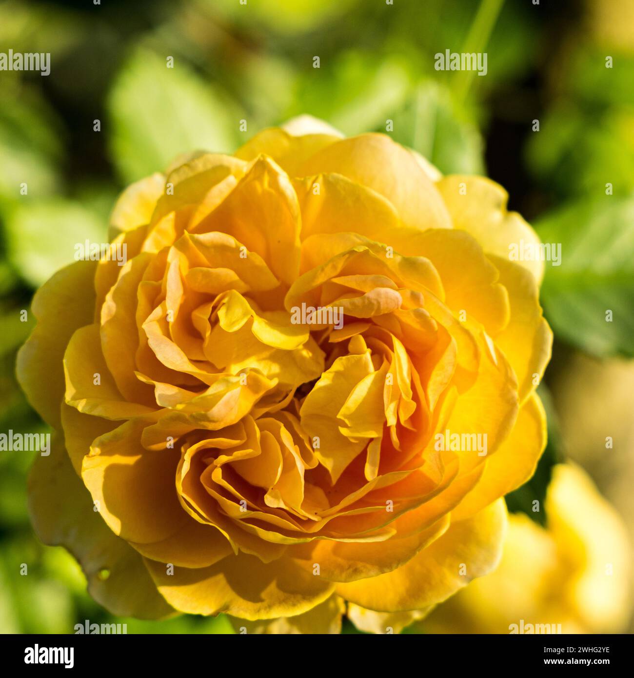 Yellow rose flower Stock Photo - Alamy