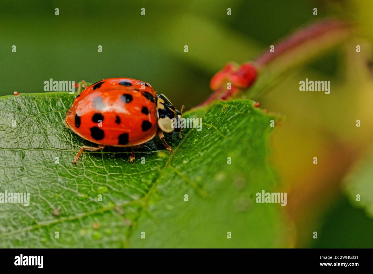 Beetle ladybird hi-res stock photography and images - Alamy