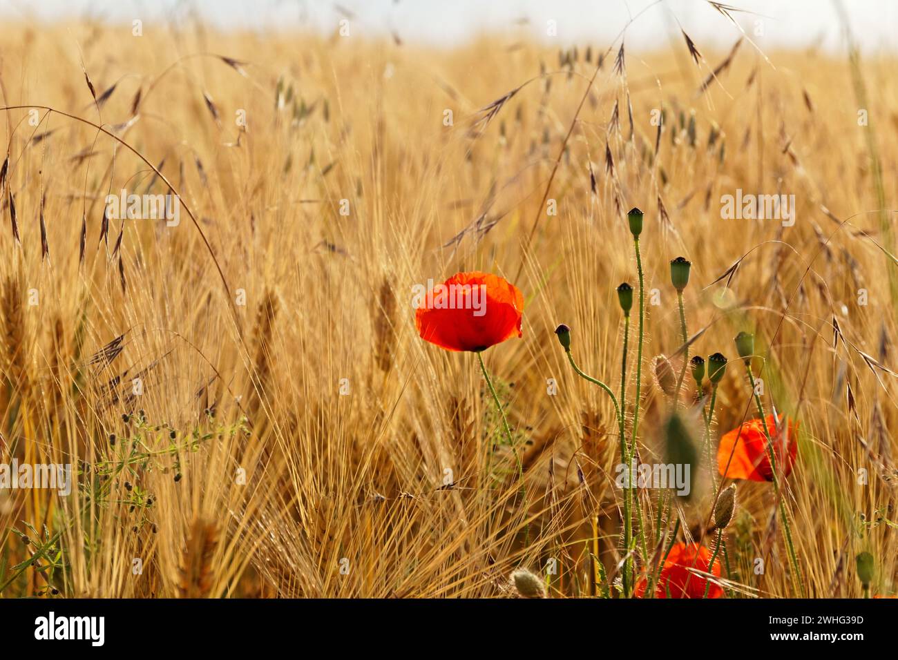 Red poppy flowers in a grain field before harvest Stock Photo - Alamy