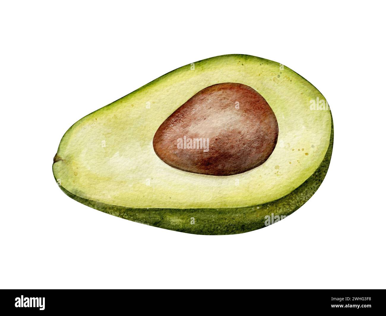 Half Avocado Watercolor illustration. Hand drawn clipart on isolated ...