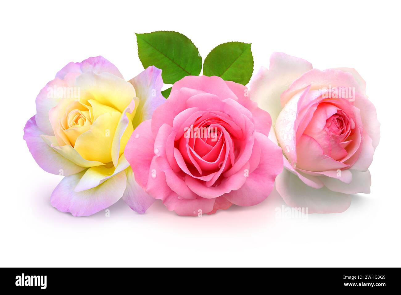 Small bouquet of roses Stock Photo - Alamy