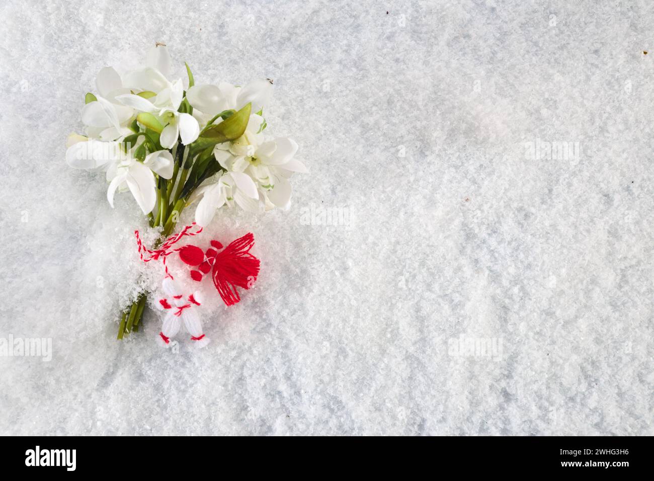 Snowdrops flowers with a red and white martenitsa on a snow background ...