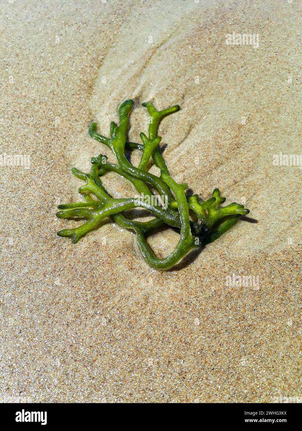 Top View Algae at Sand Beach Stock Photo - Alamy
