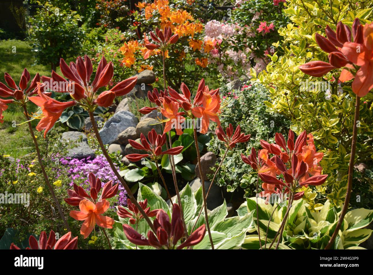 Garden with azaleas Stock Photo - Alamy