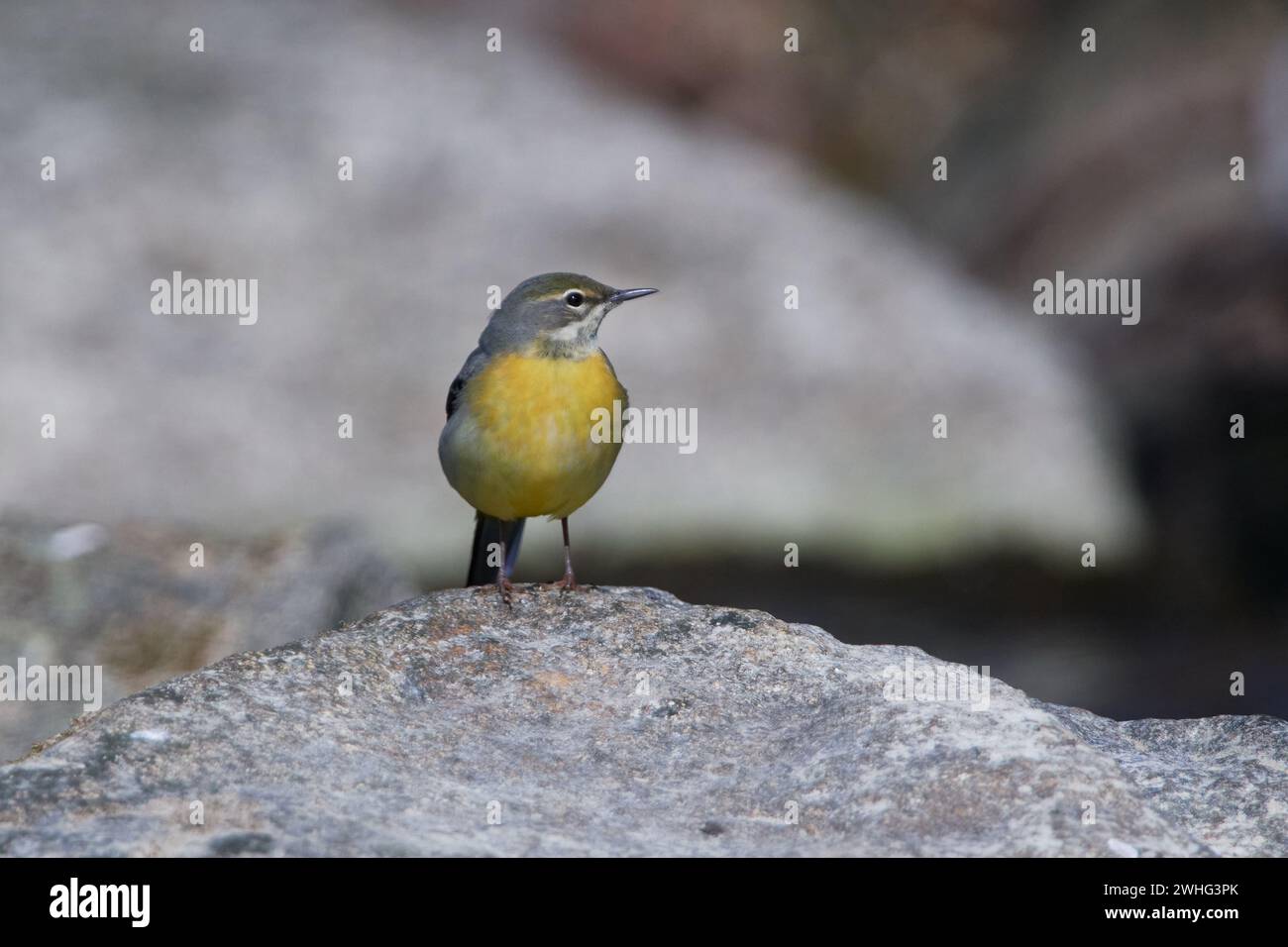 Spring gray hi-res stock photography and images - Alamy