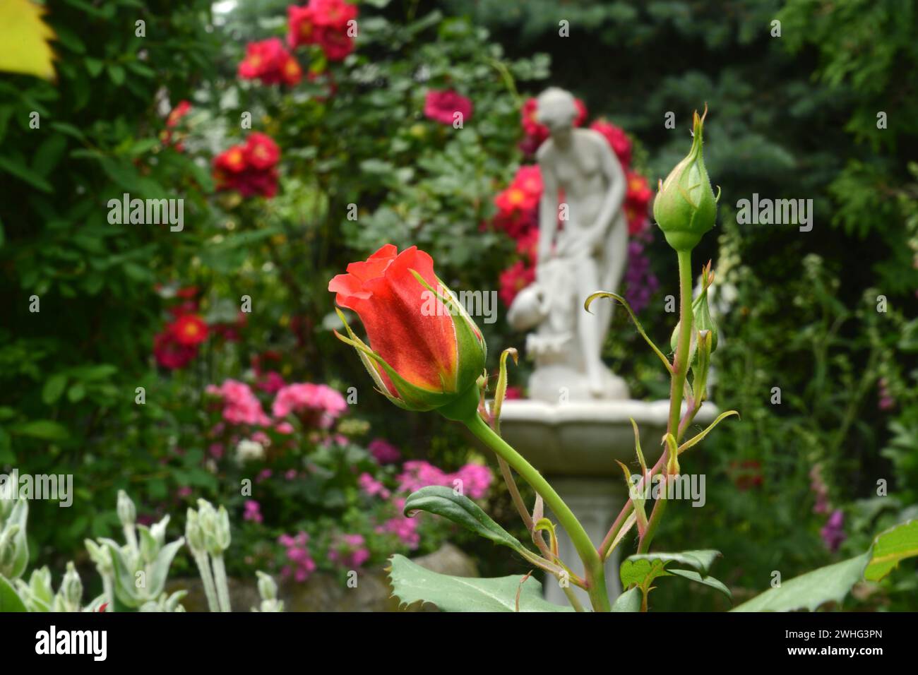 Rose garden with fountain Stock Photo - Alamy