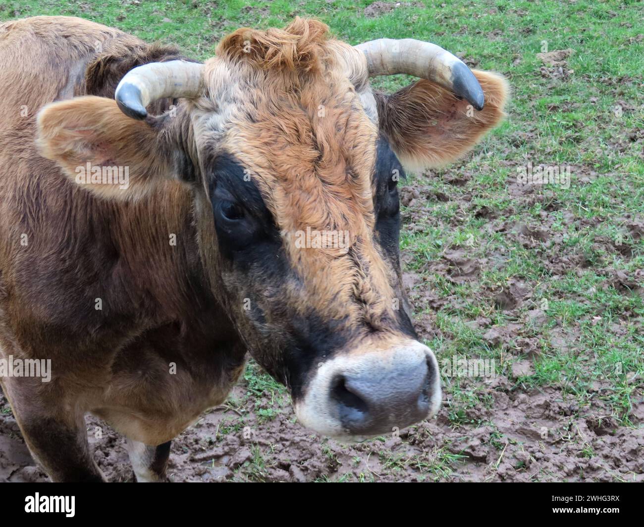 Einfach wie hi-res stock photography and images - Alamy
