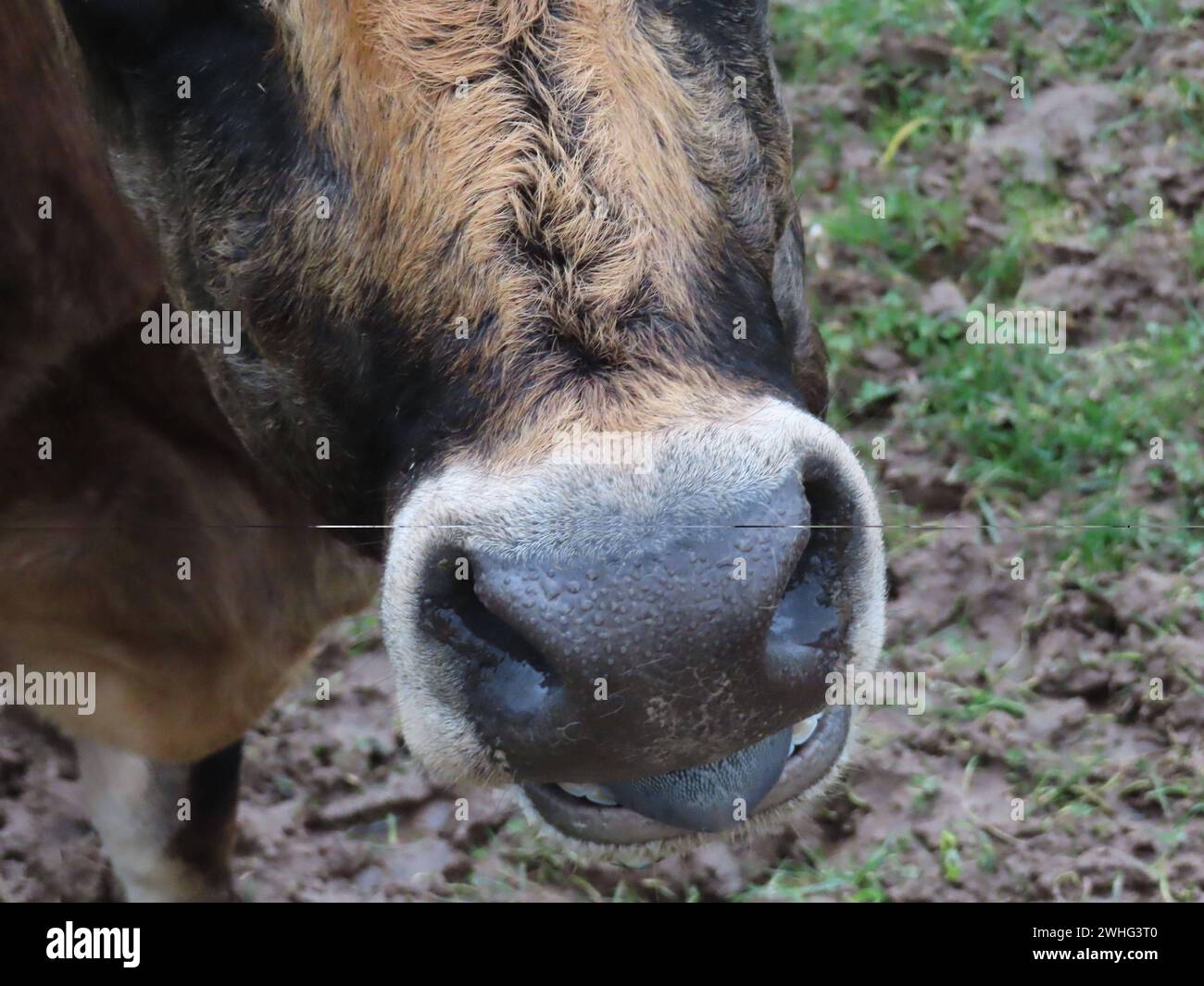 Das streckt die huebsche Kuh doch tatsaechlich die Zunge raus Stock ...