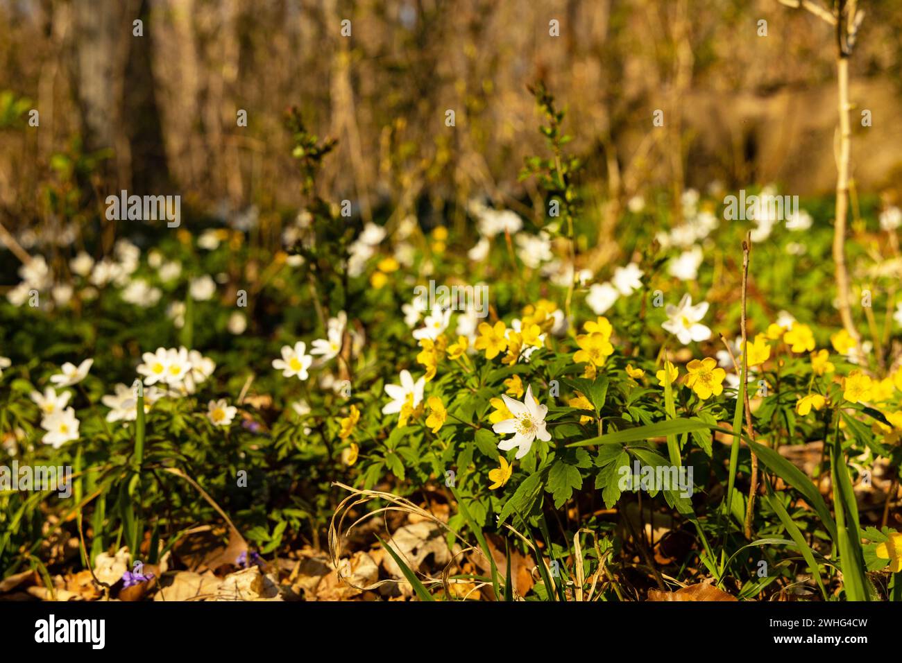 Wildflowers in a forest in spring Stock Photo - Alamy