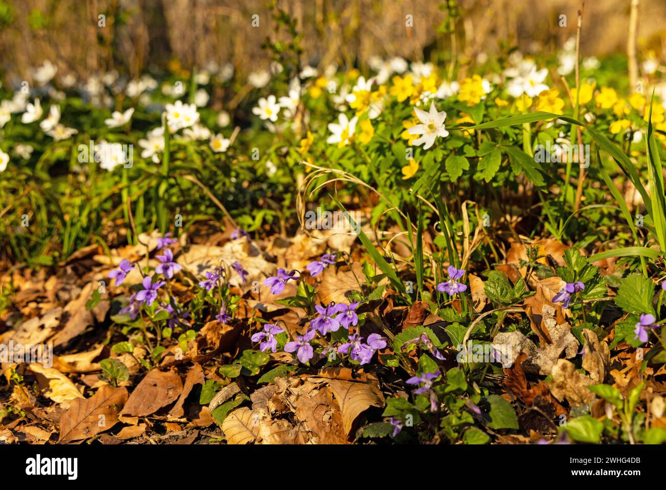 Wildflowers blooming in forest beautiful hi-res stock photography and images - Alamy