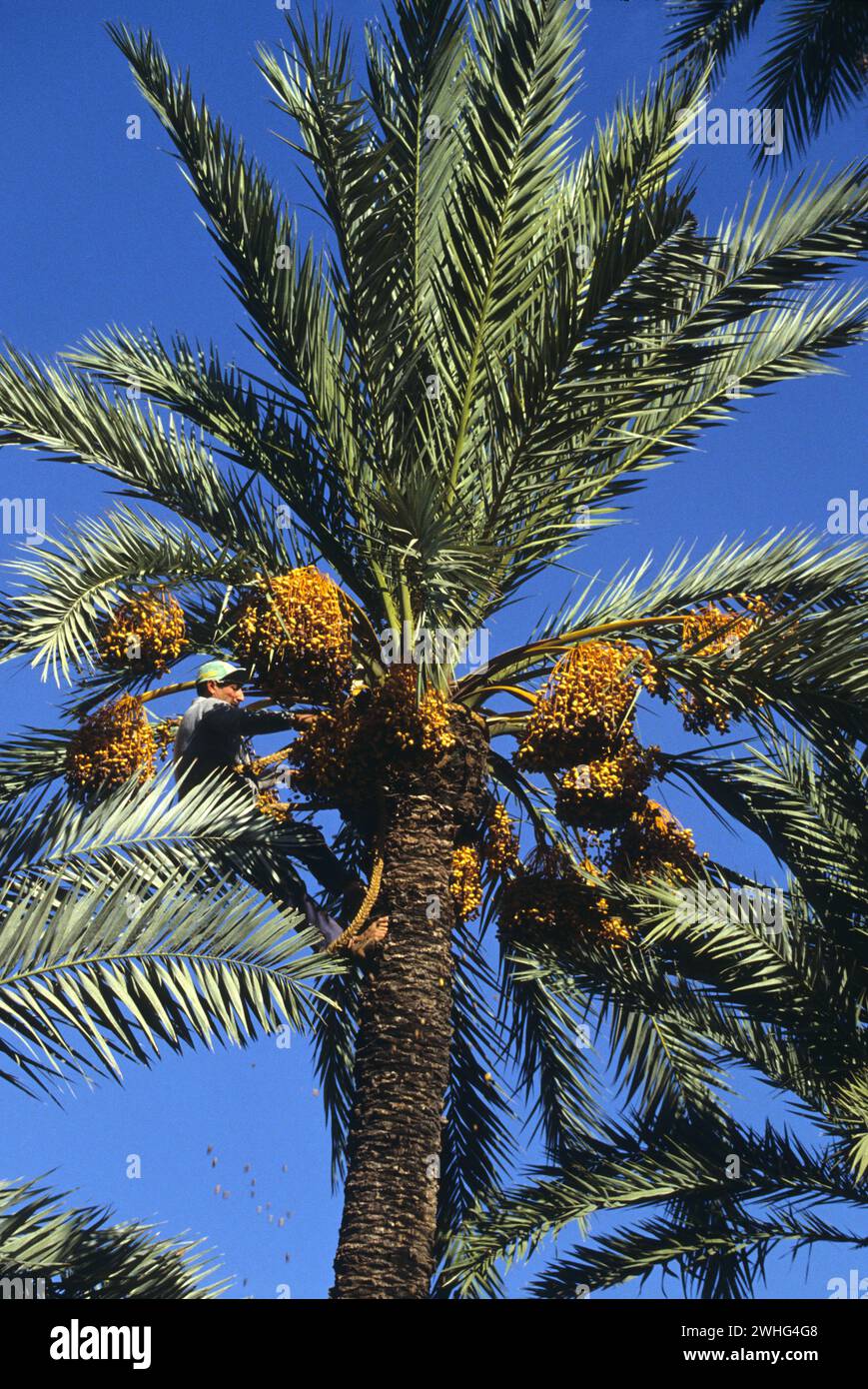 Palmier espagne hi-res stock photography and images - Alamy