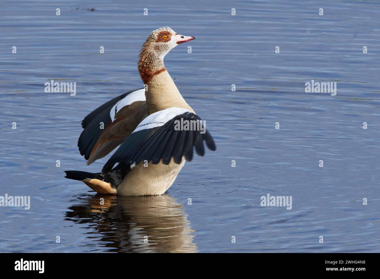 Egyptian goose preening flapping wings hi-res stock photography and ...