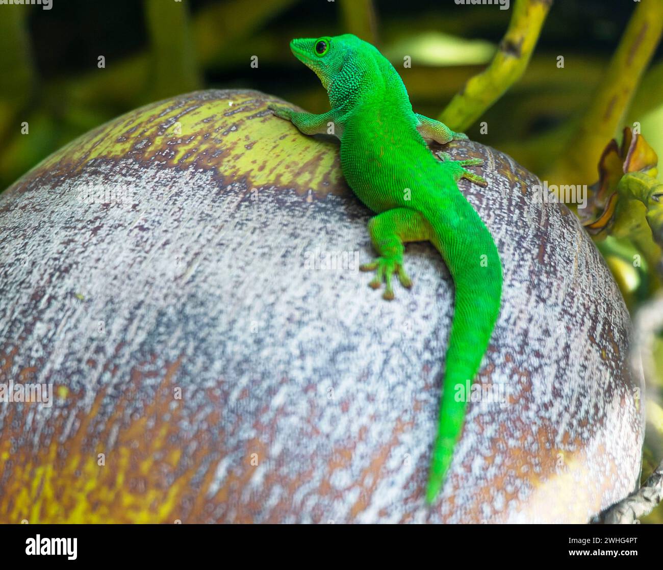 Taggecko, Seychelles giant day gecko (Phelsuma sundbergi) on a Coconut ...