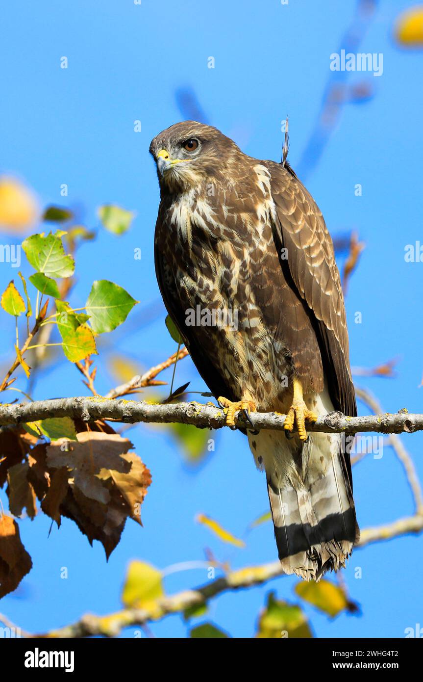 Buzzard tree hi-res stock photography and images - Alamy