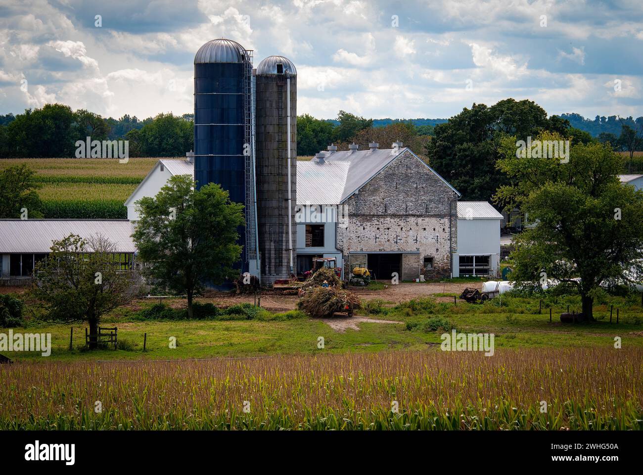 View of Amish Harvesting There Corn Using Six Horses and Three Men as ...