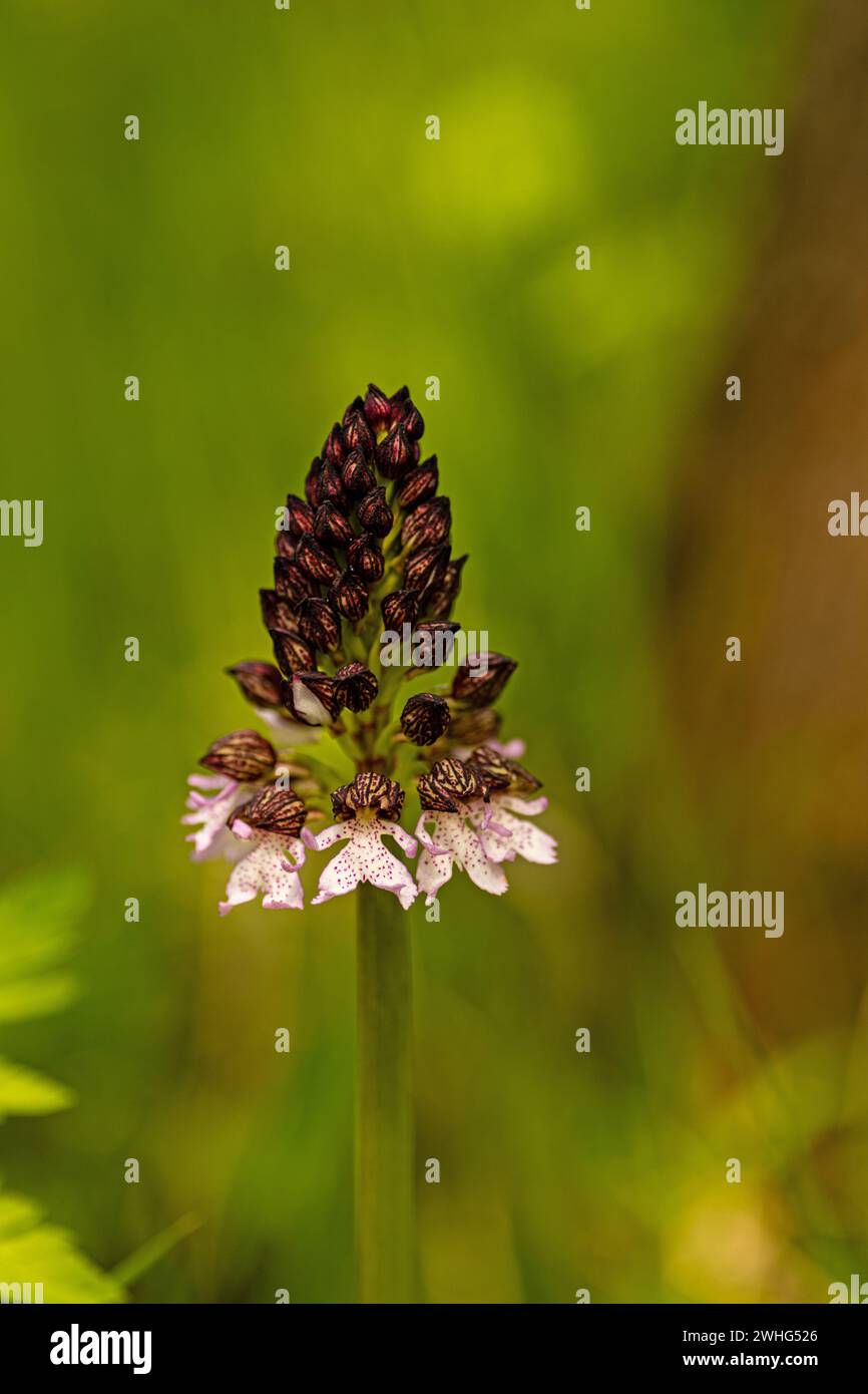 Native wild marsh orchid flower Stock Photo - Alamy