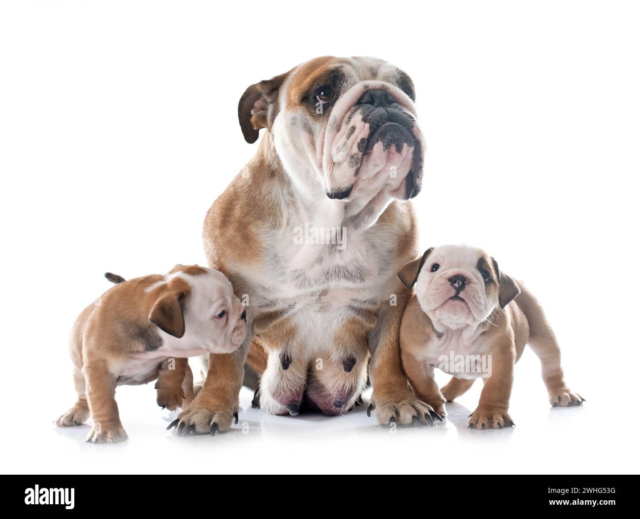 family english bulldog in front of white background Stock Photo - Alamy