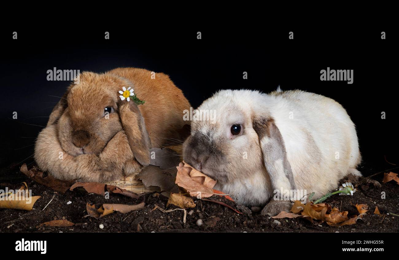 English lop eared rabbit hi-res stock photography and images - Alamy