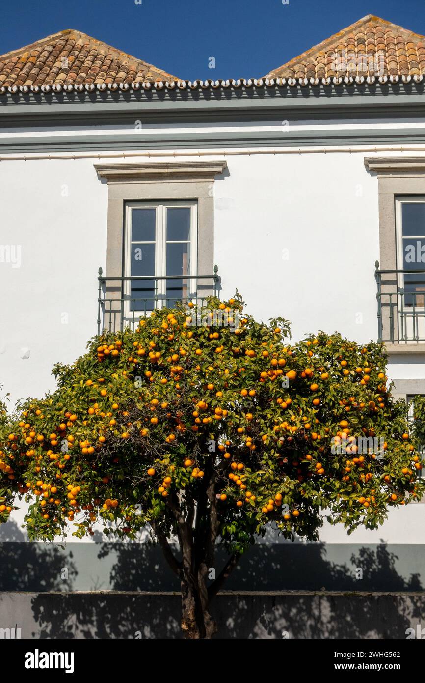 Growing in portugal hi-res stock photography and images - Alamy