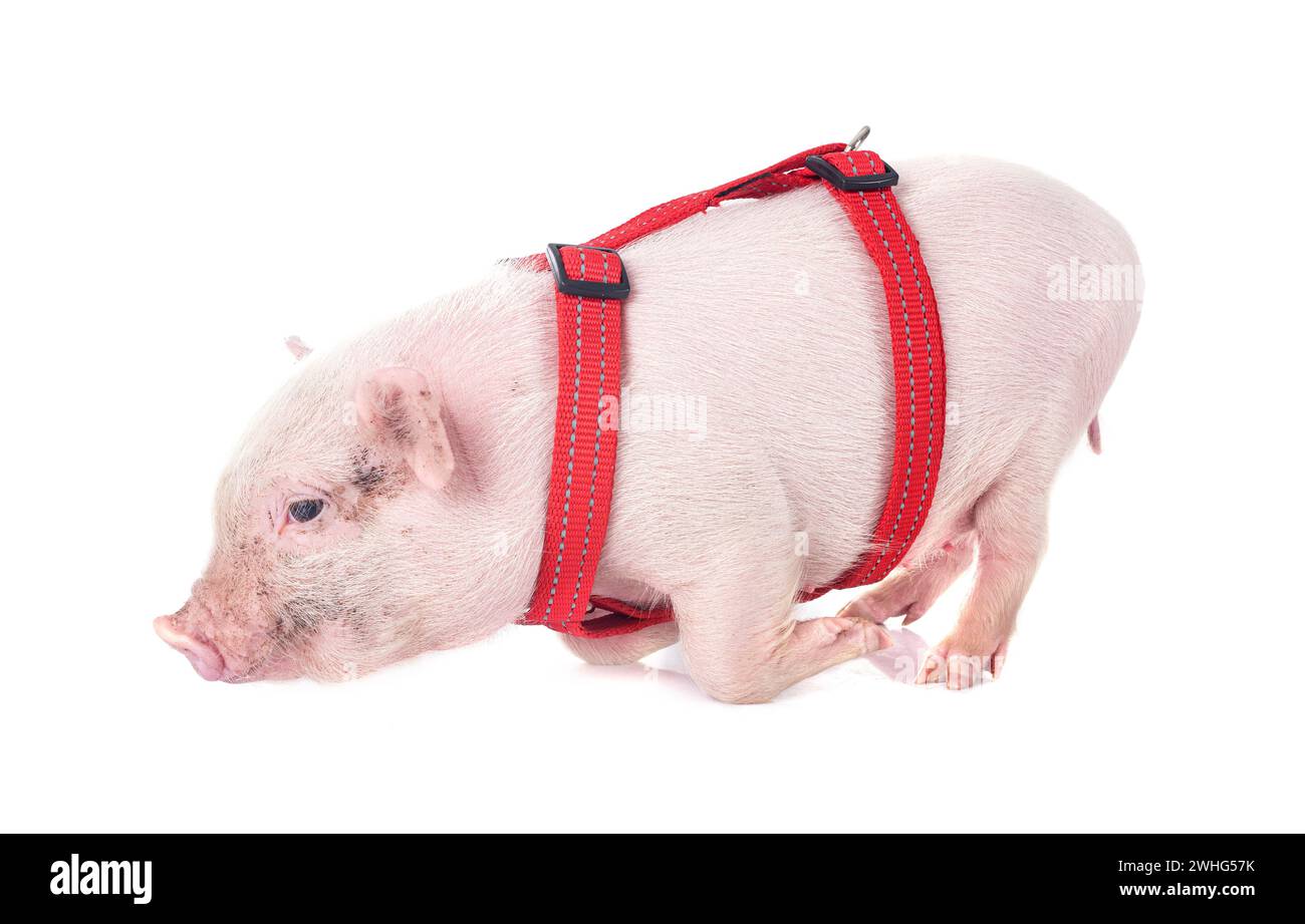 pink miniature pig in front of white background Stock Photo - Alamy